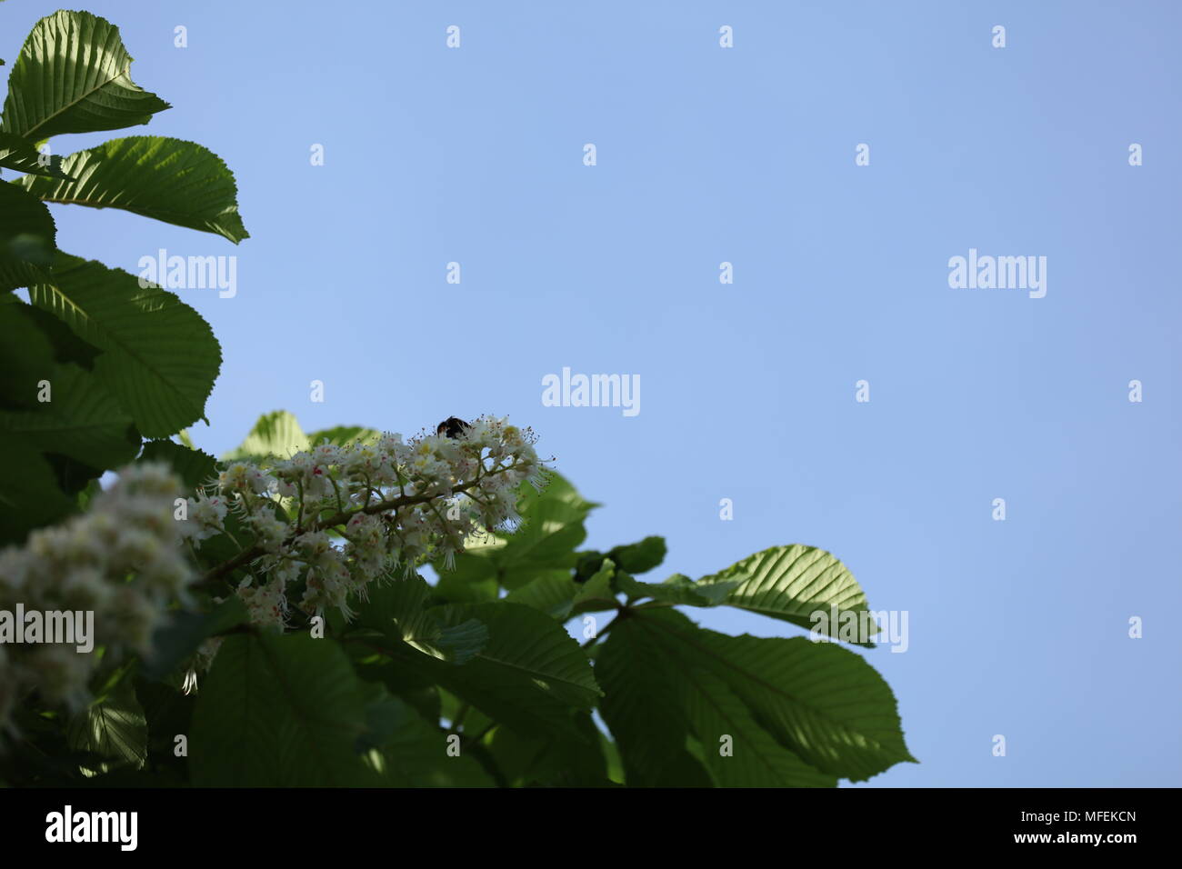 Blooming white chestnut Stock Photo - Alamy