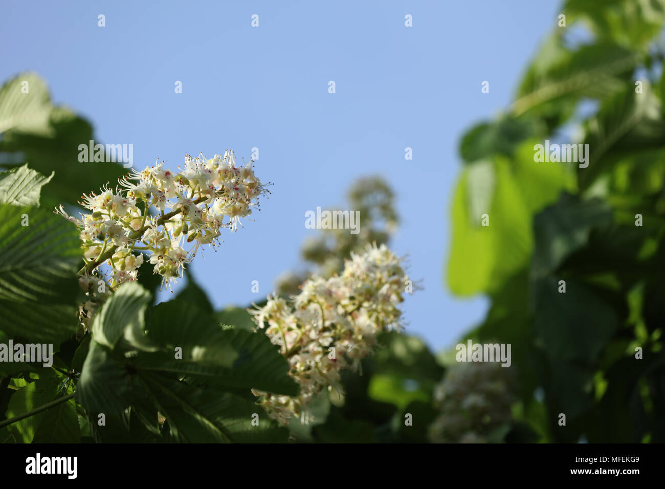 Blooming white chestnut Stock Photo - Alamy