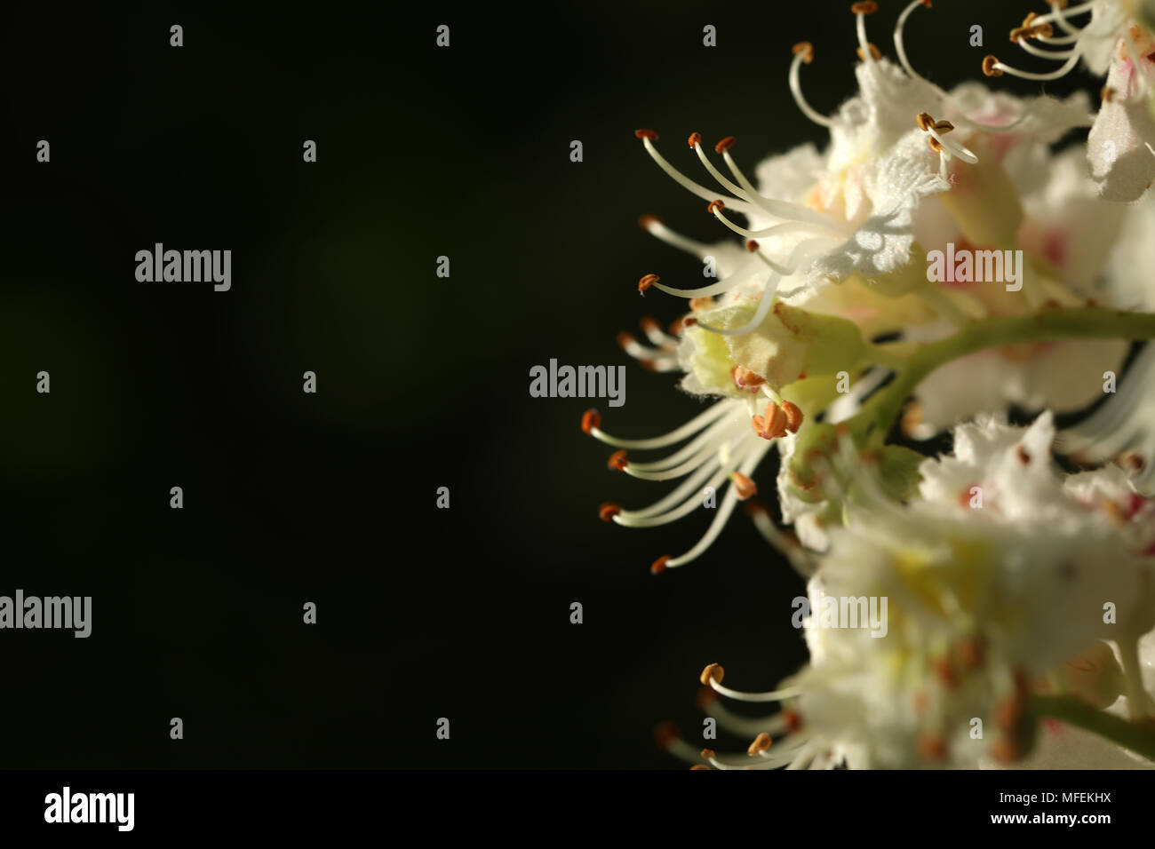 Blooming white chestnut Stock Photo - Alamy