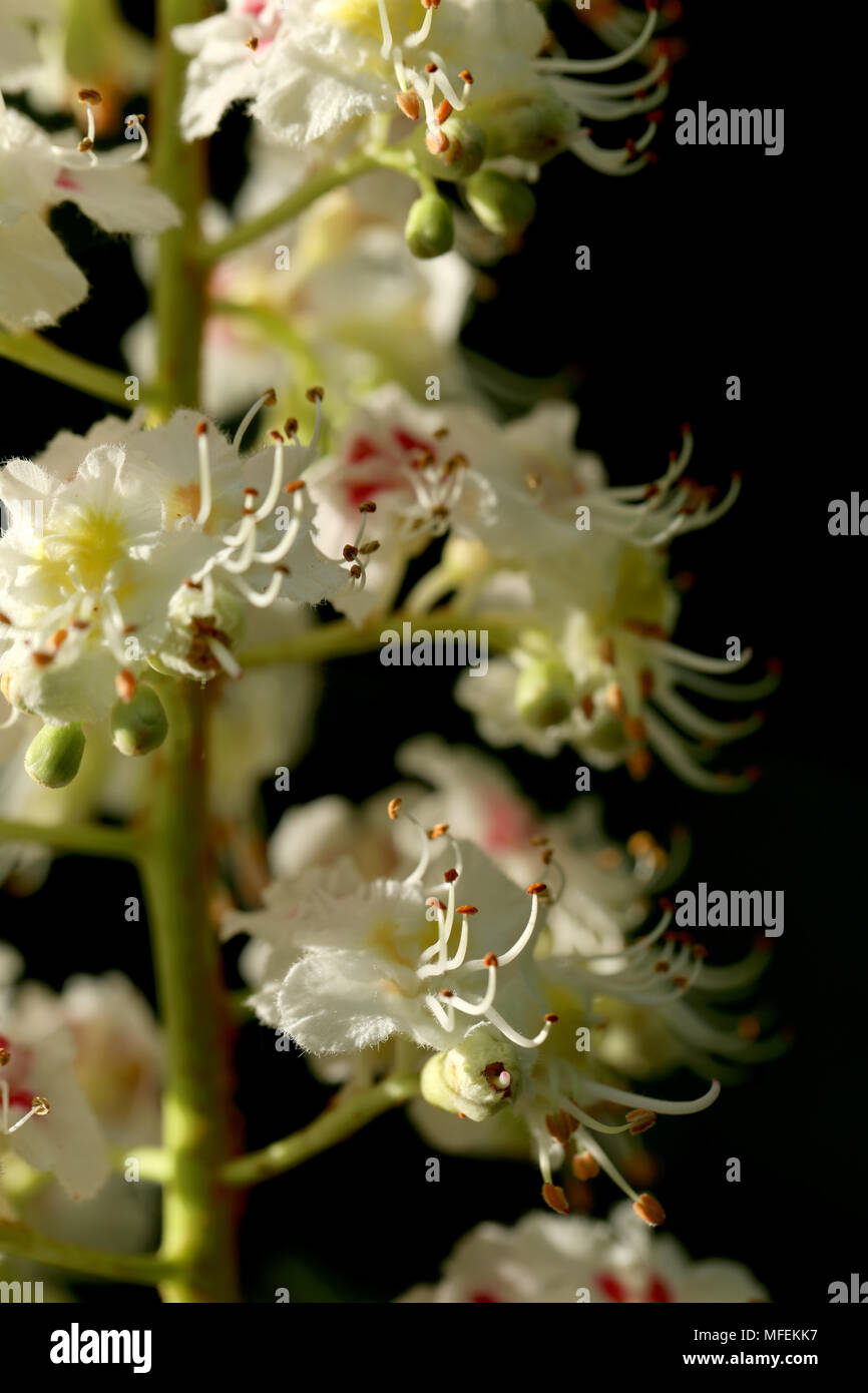 Blooming white chestnut Stock Photo - Alamy