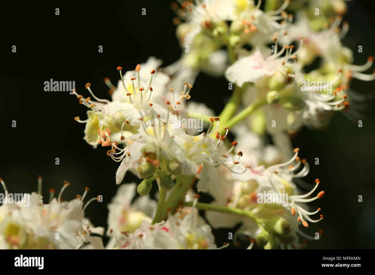 Blooming white chestnut Stock Photo - Alamy