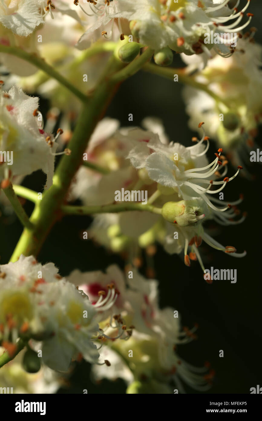 Blooming white chestnut Stock Photo - Alamy