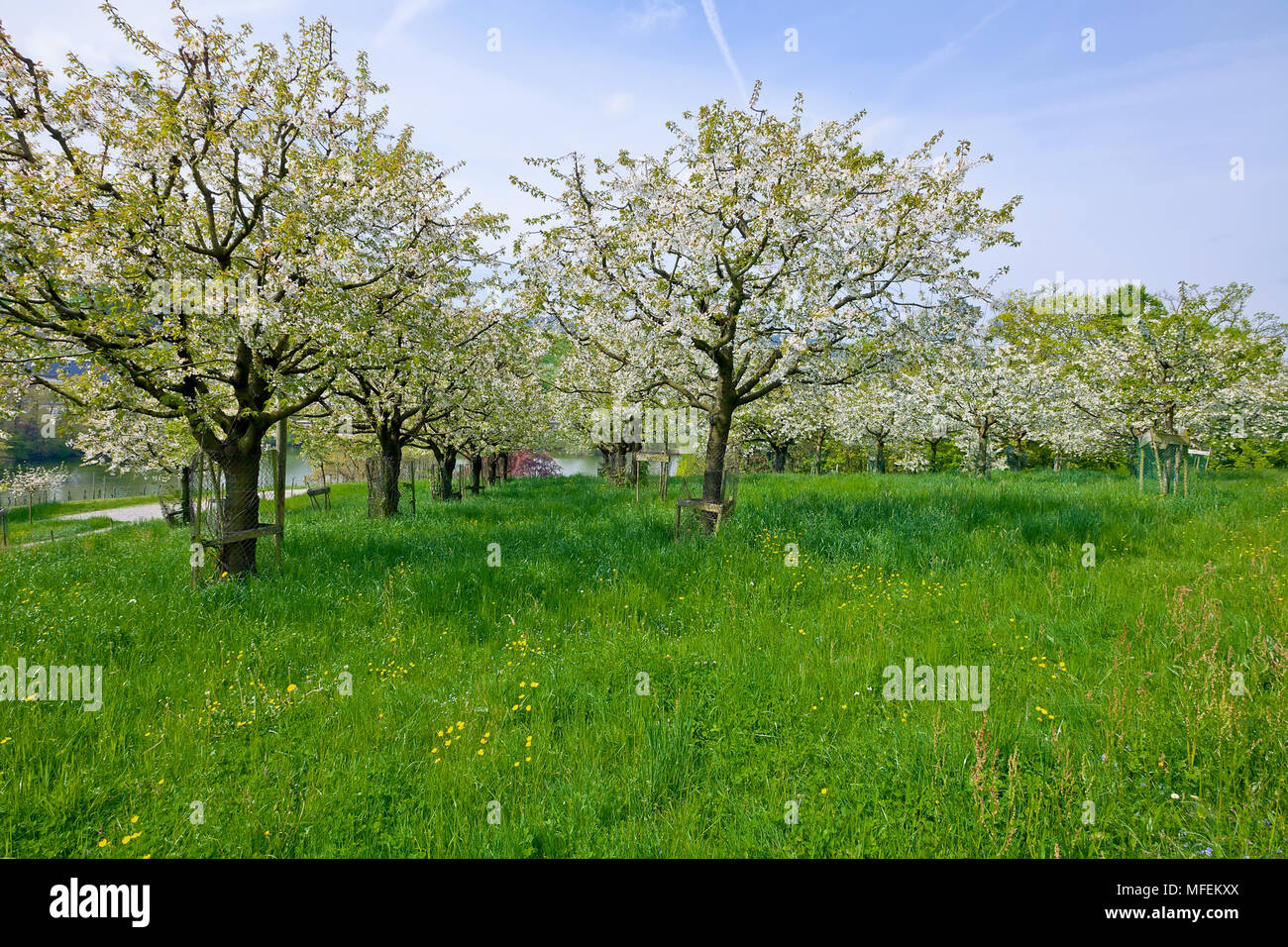 Cherry blossom trees in summer hi-res stock photography and images - Alamy