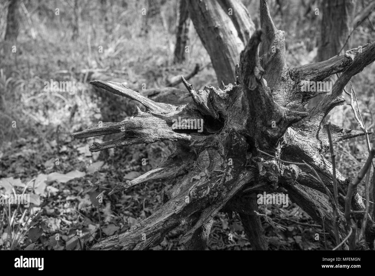 Old fallen tree roots in forest black and white Stock Photo - Alamy