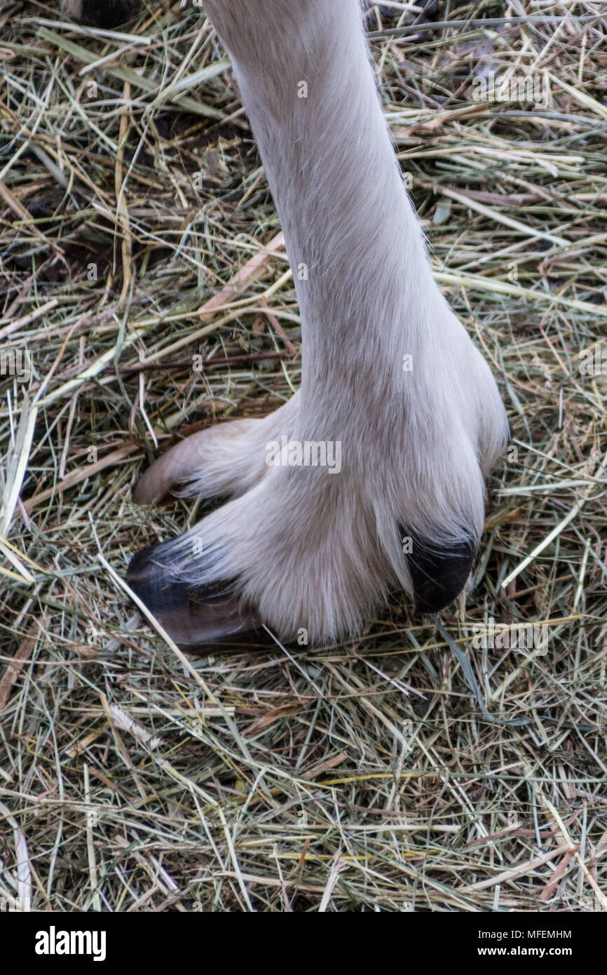 White paw of reindeer Stock Photo - Alamy