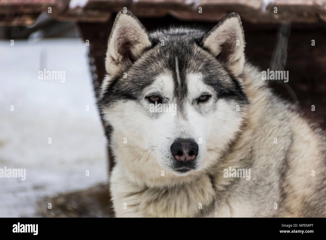 Laika Space Stock Photos & Laika Space Stock Images - Alamy