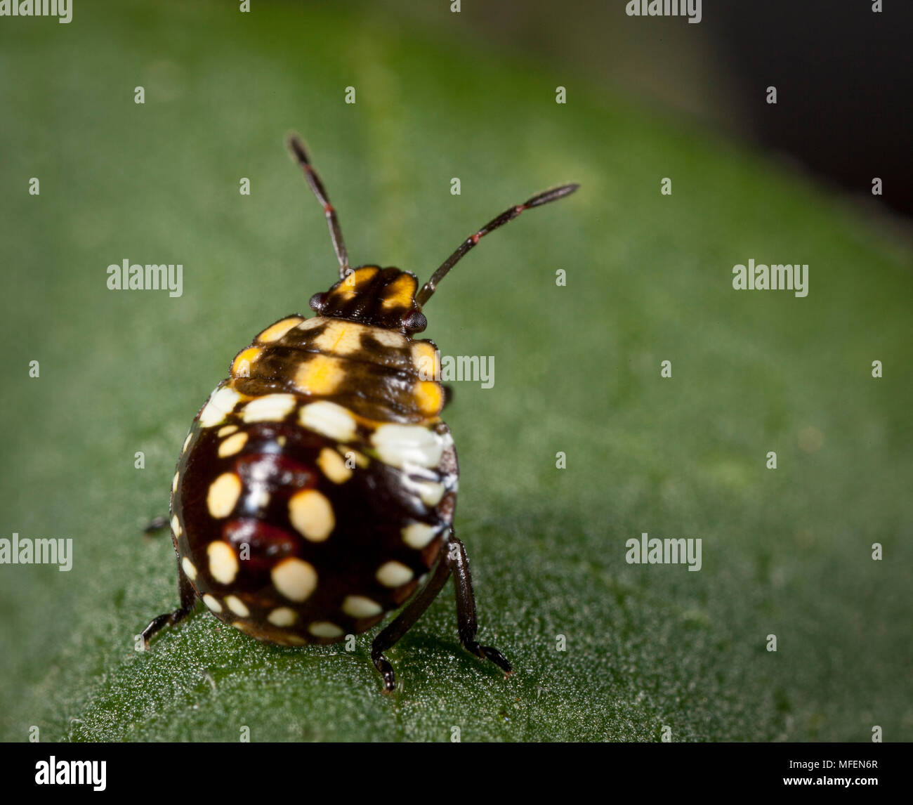 Nezara viridula hi-res stock photography and images - Alamy
