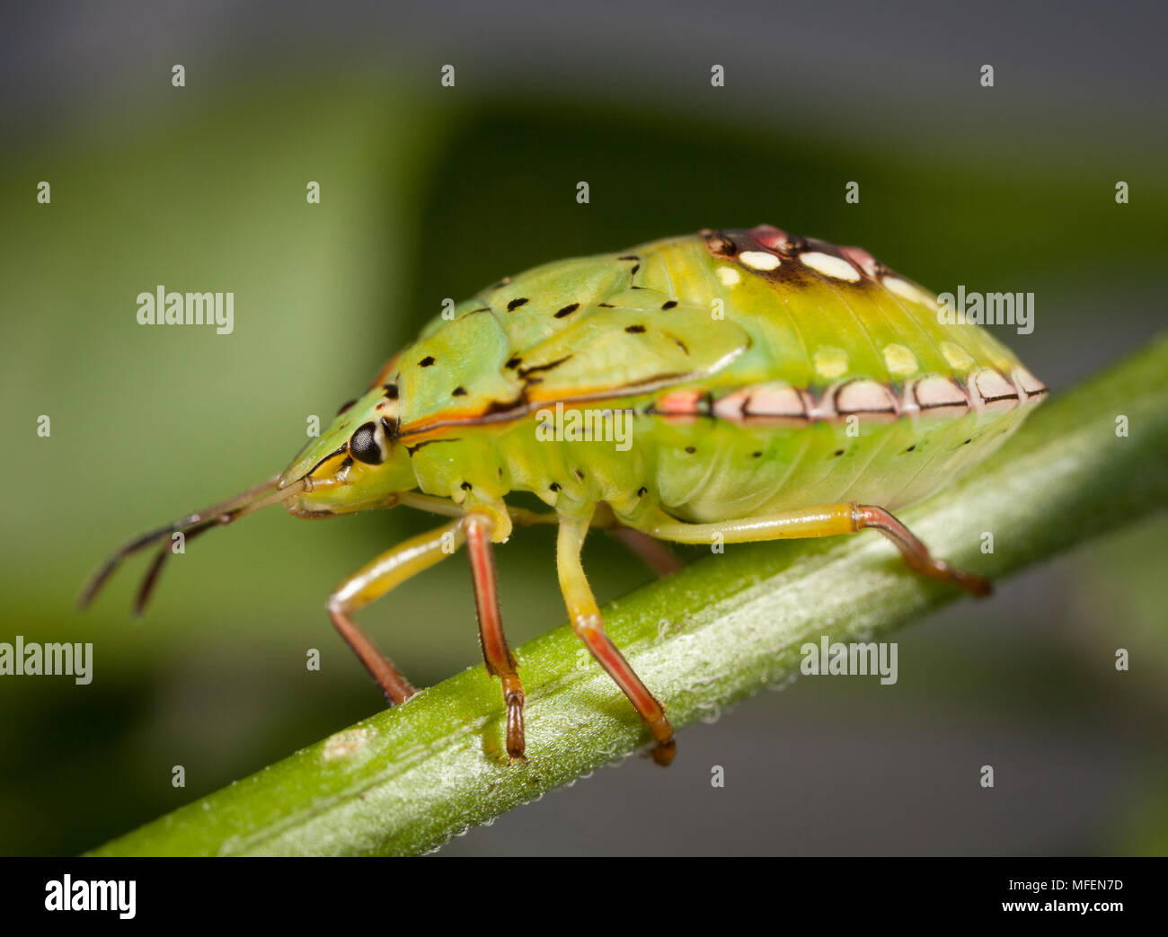 Green Vegetable Bug (Nezara viridula), Introduced Pest Species, 5th ...