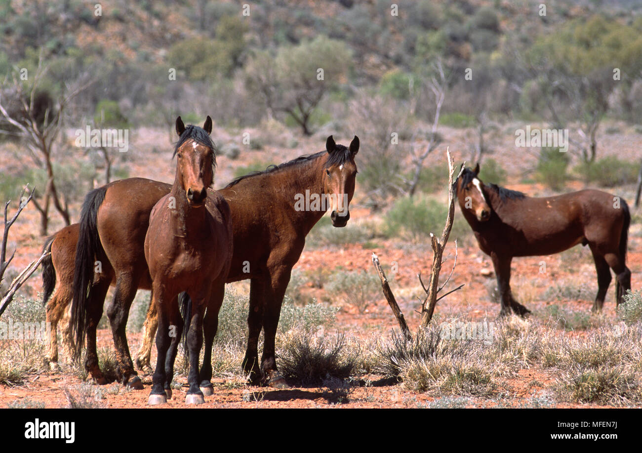 Brumbies australia hi-res stock photography and images - Alamy