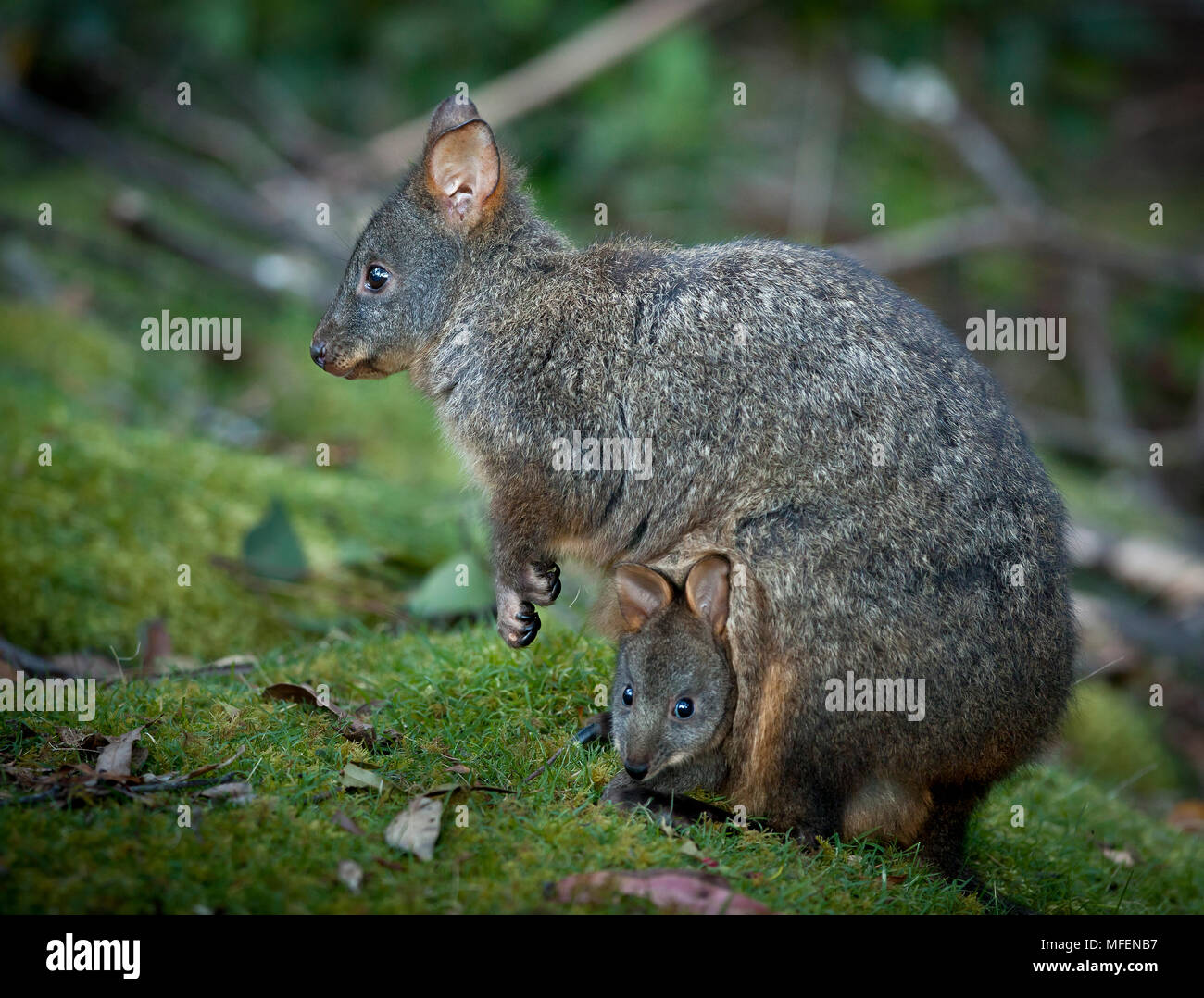 Female with joey hi-res stock photography and images - Alamy