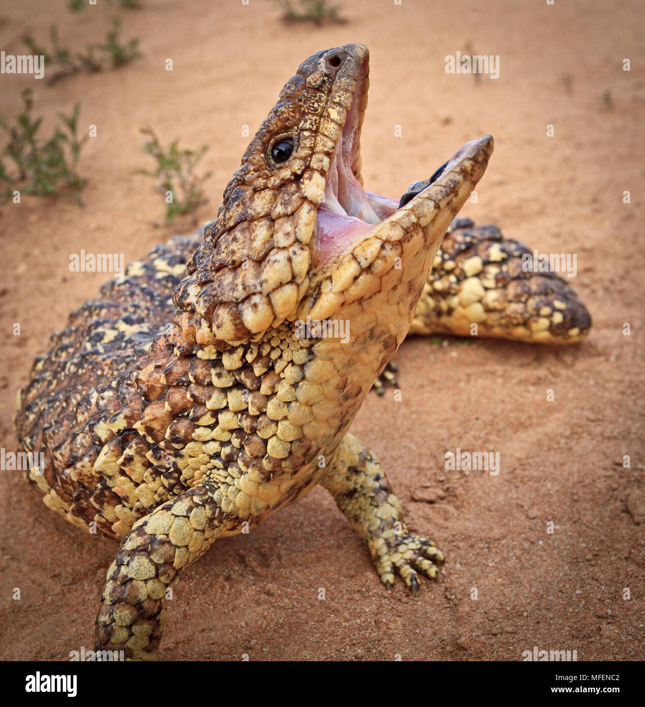 Shingleback lizard hi-res stock photography and images - Alamy