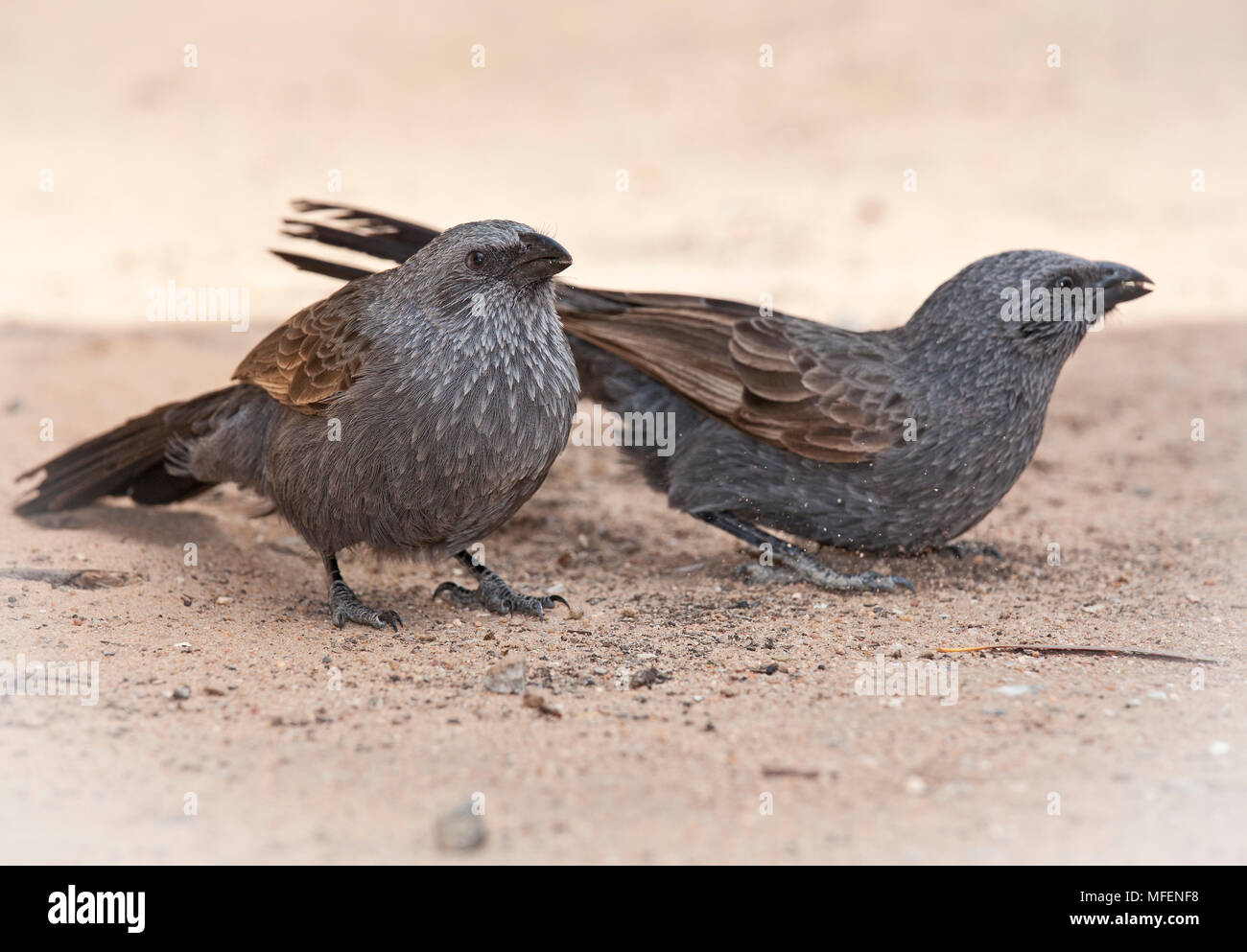 Apostlebird (Struthidea cinerea), Fam. Corcoracidae, Highly social ...