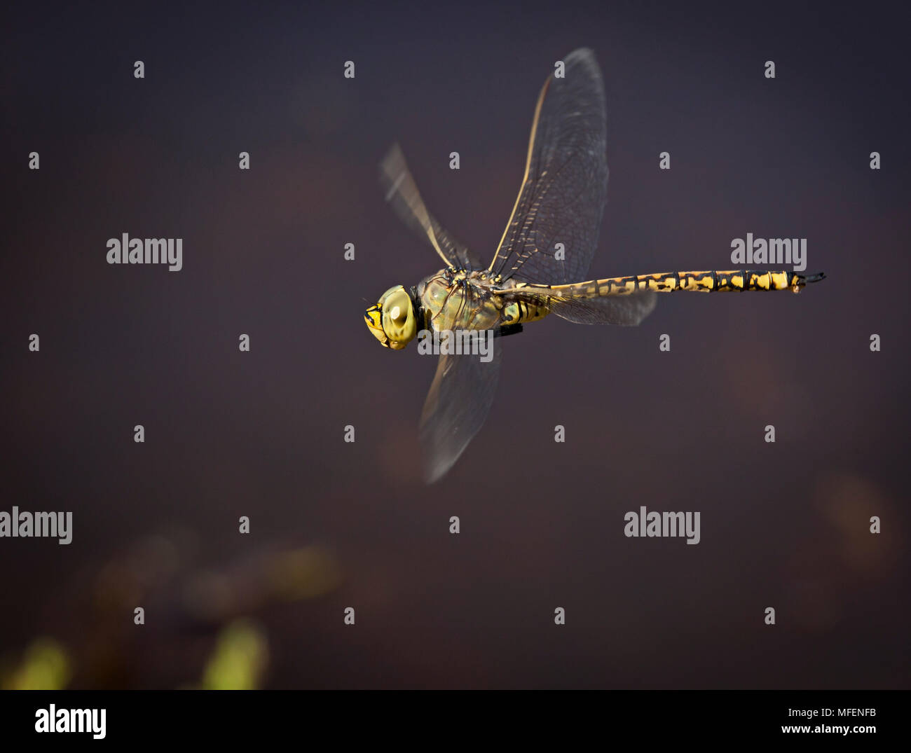 Australian emperor 0001 hi-res stock photography and images - Alamy