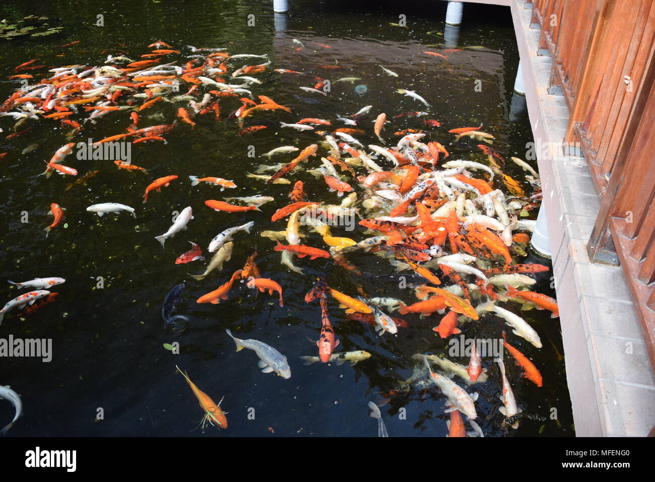 animals"orcas" killer whales"gorillas"white tiger"emperor penguins ...