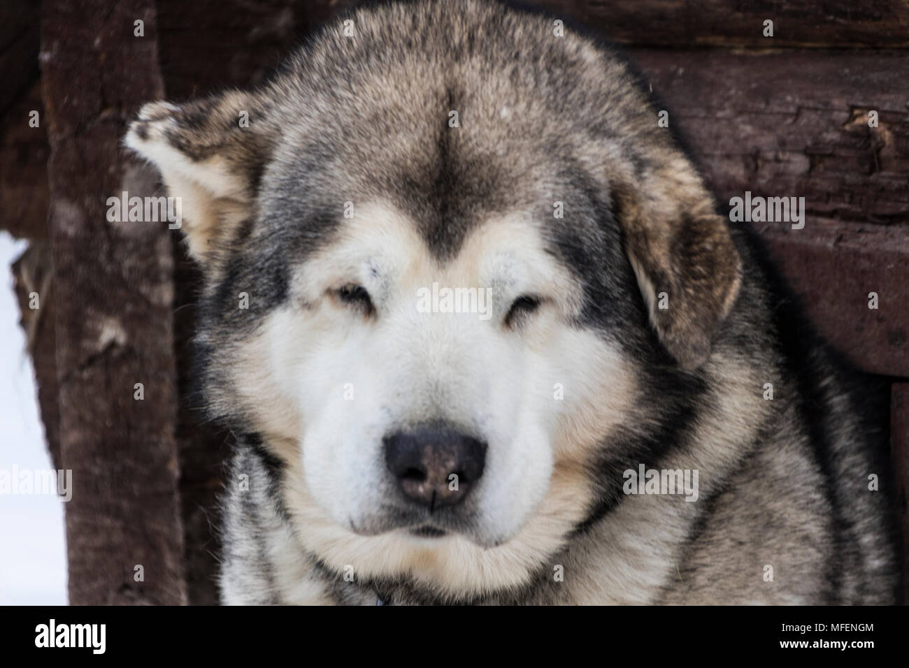 Dog face close up closeup beagle hi-res stock photography and images ...