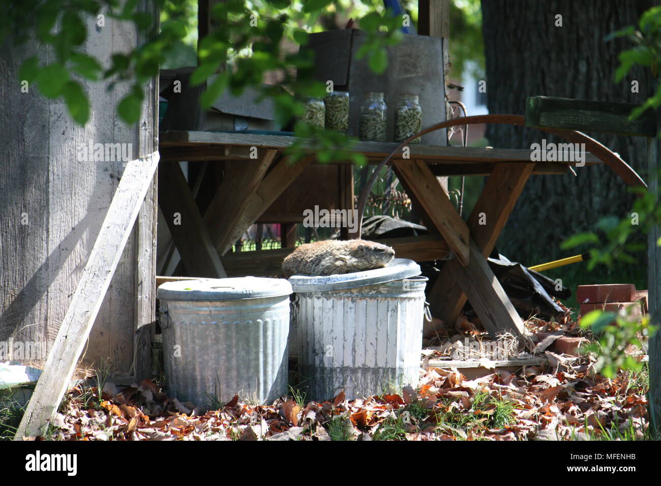 Sun Bathing Ground Hog Stock Photo - Alamy