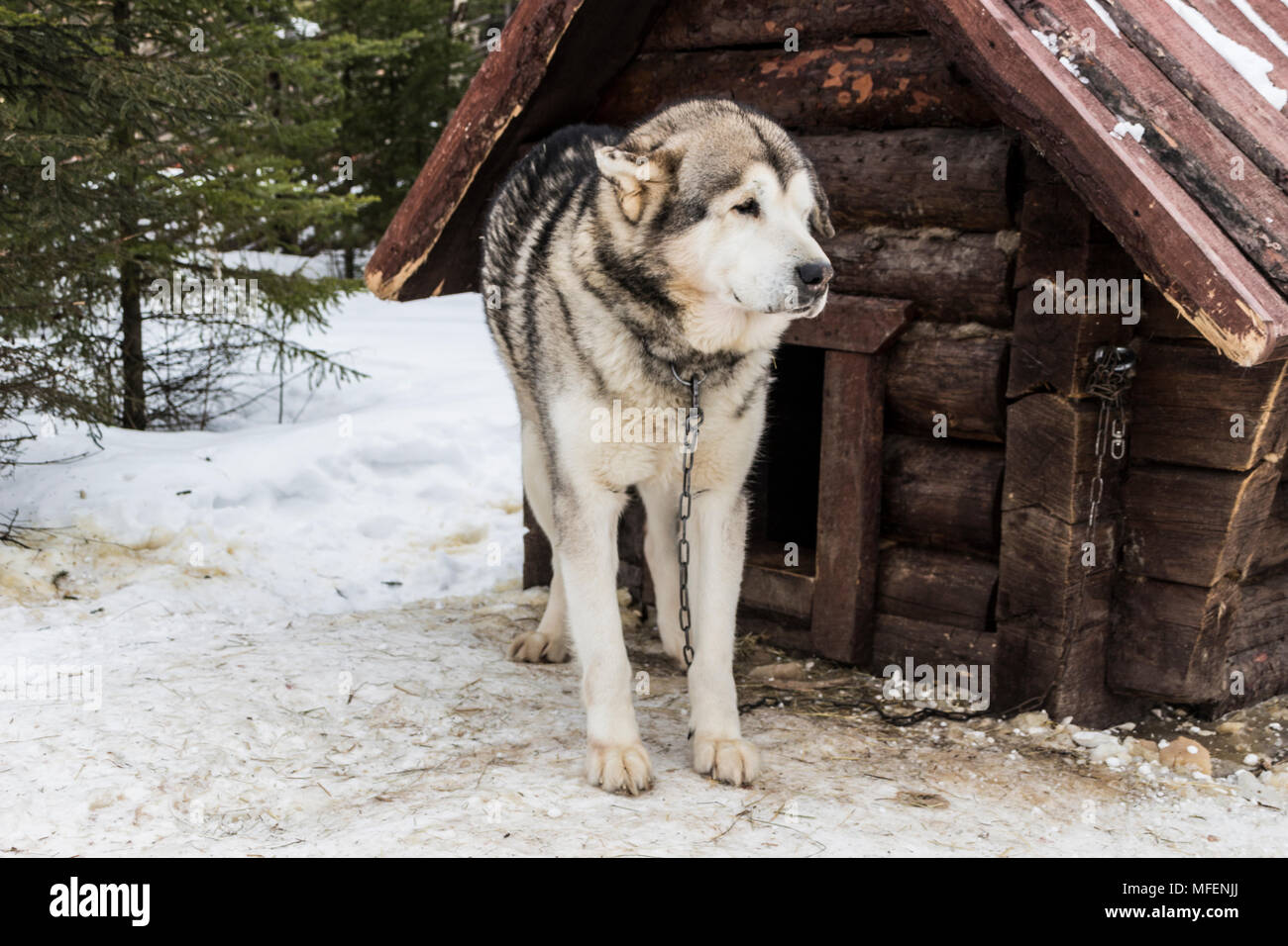 Beautiful big close-up dog Stock Photo - Alamy
