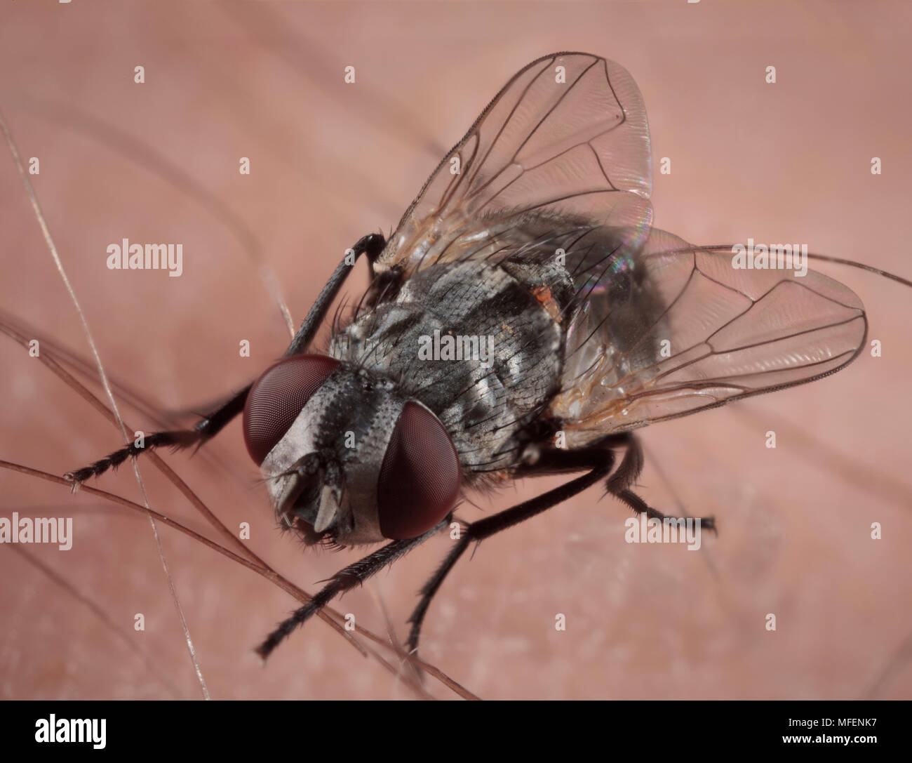 Bush Fly (Musca vetustissima), Diptera, Female, pest species for humans ...