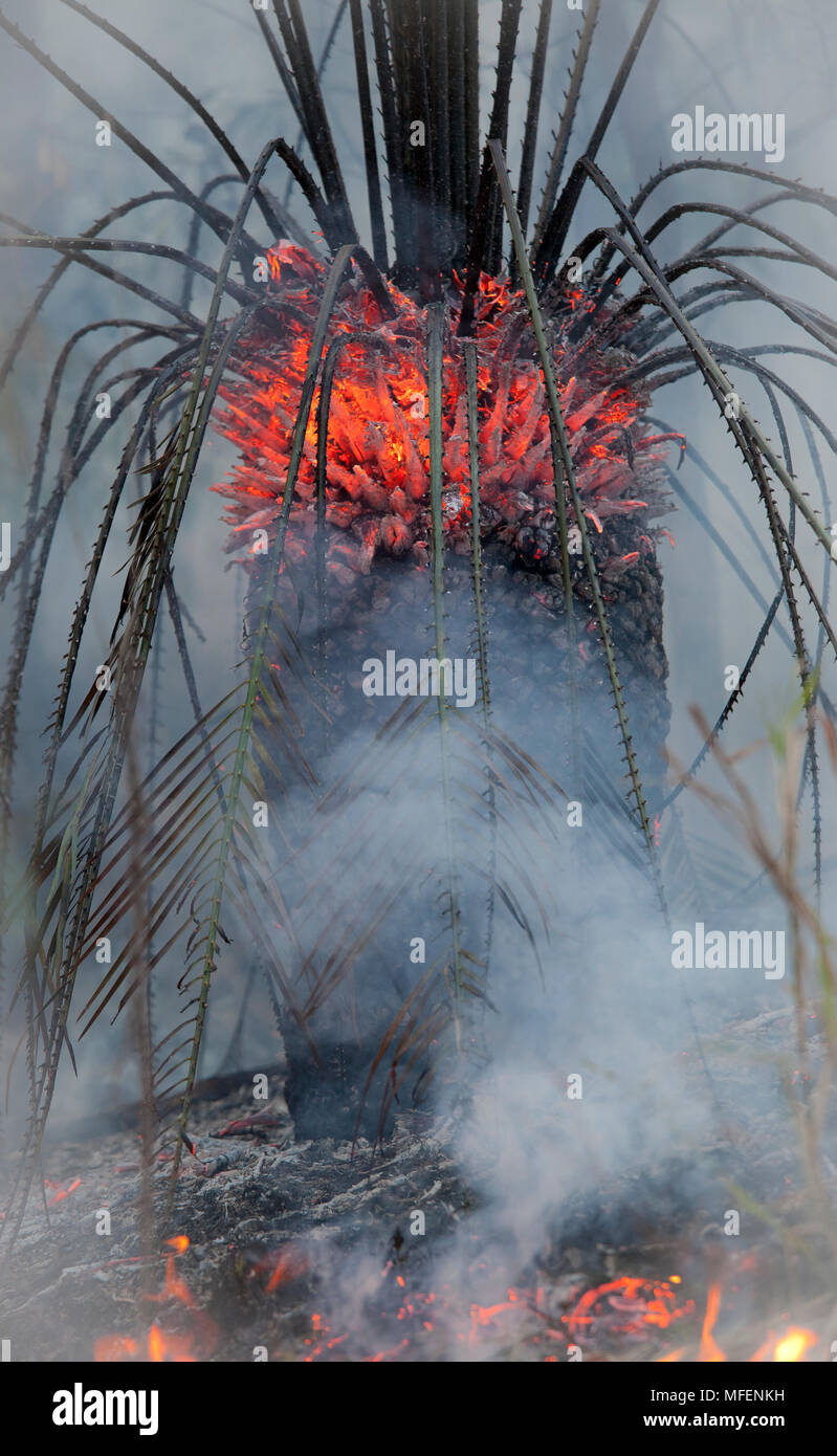 Fire adapted plants hi-res stock photography and images - Alamy