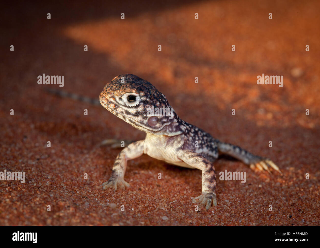 Central Netted Dragon (Ctenophorus nuchalis), Fam Agamidae, Old Andado ...