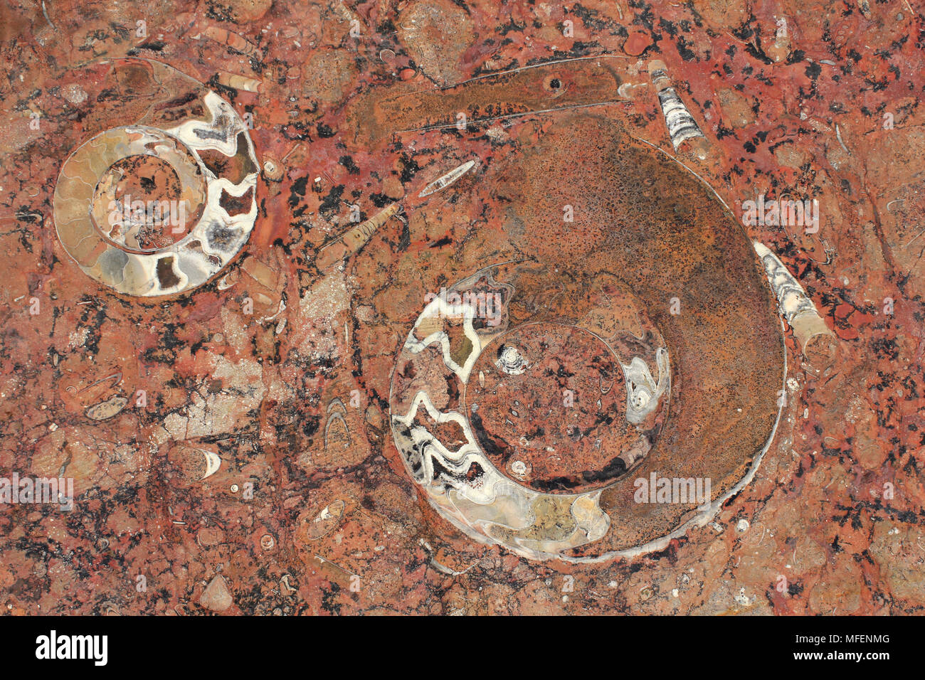 Ammonite fossils hi-res stock photography and images - Alamy