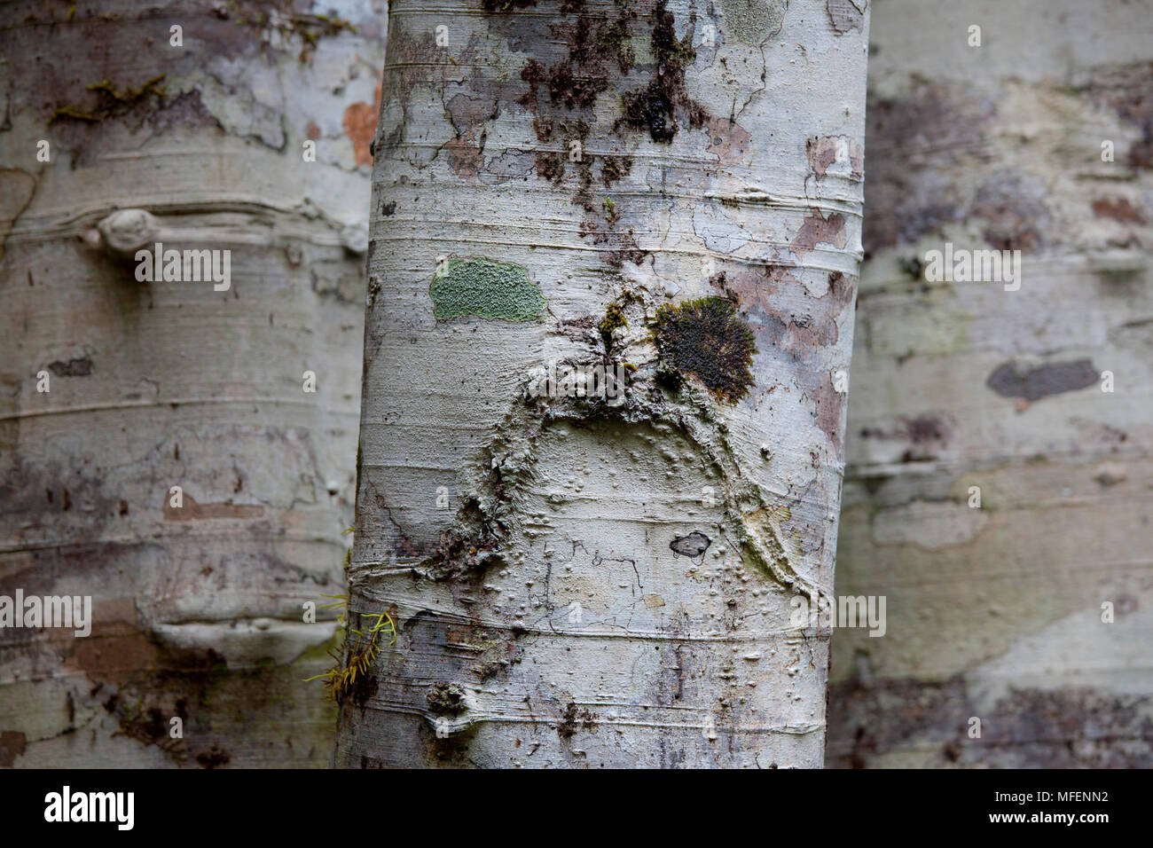 Coachwood tree hi-res stock photography and images - Alamy