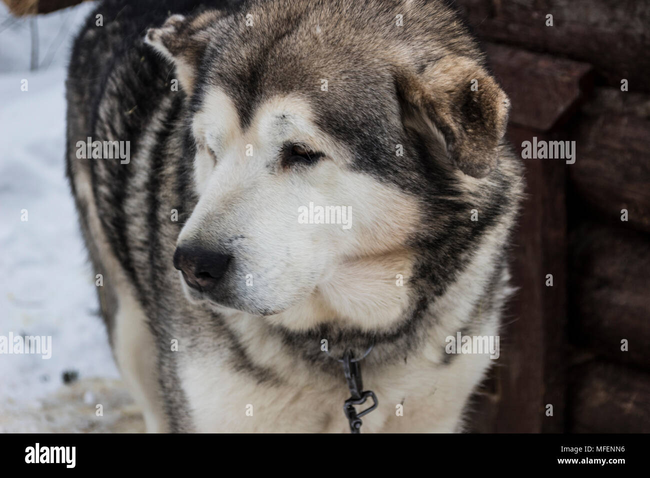 Beautiful big close-up dog Stock Photo - Alamy