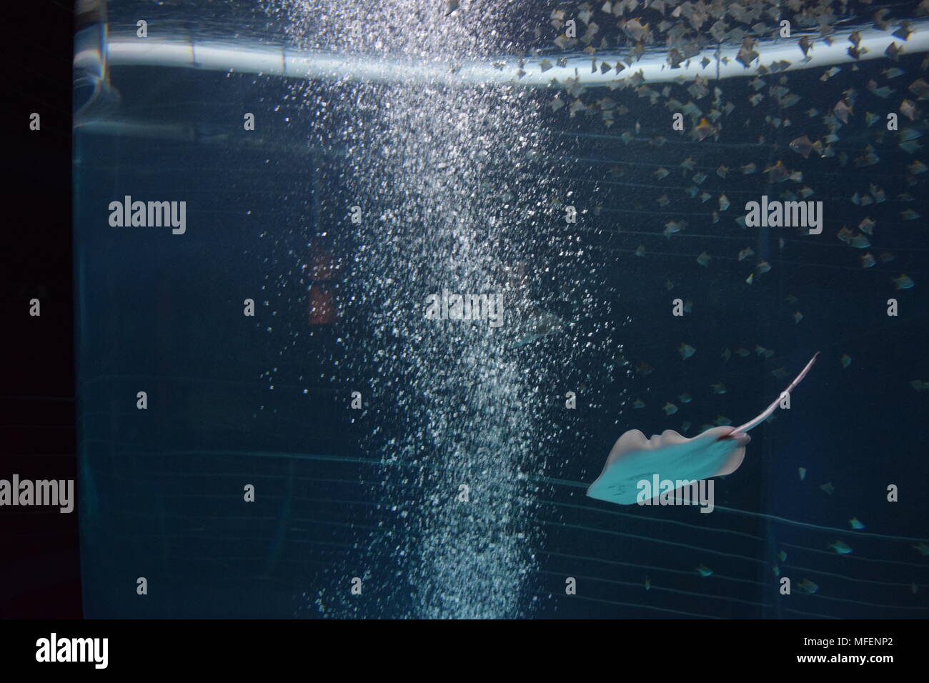 animals"orcas" killer whales"gorillas"white tiger"emperor penguins ...