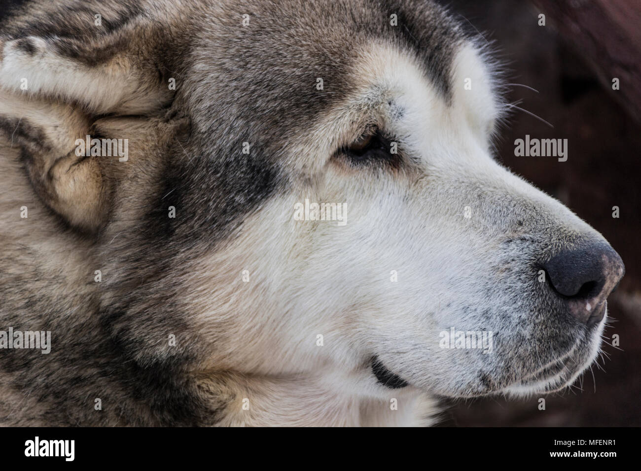 Beautiful big close-up dog Stock Photo - Alamy