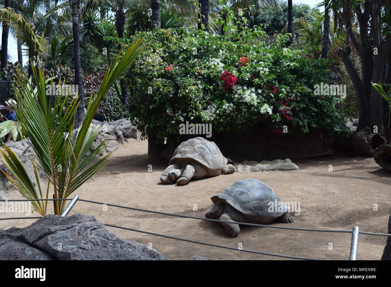 animals"orcas" killer whales"gorillas"white tiger"emperor penguins ...