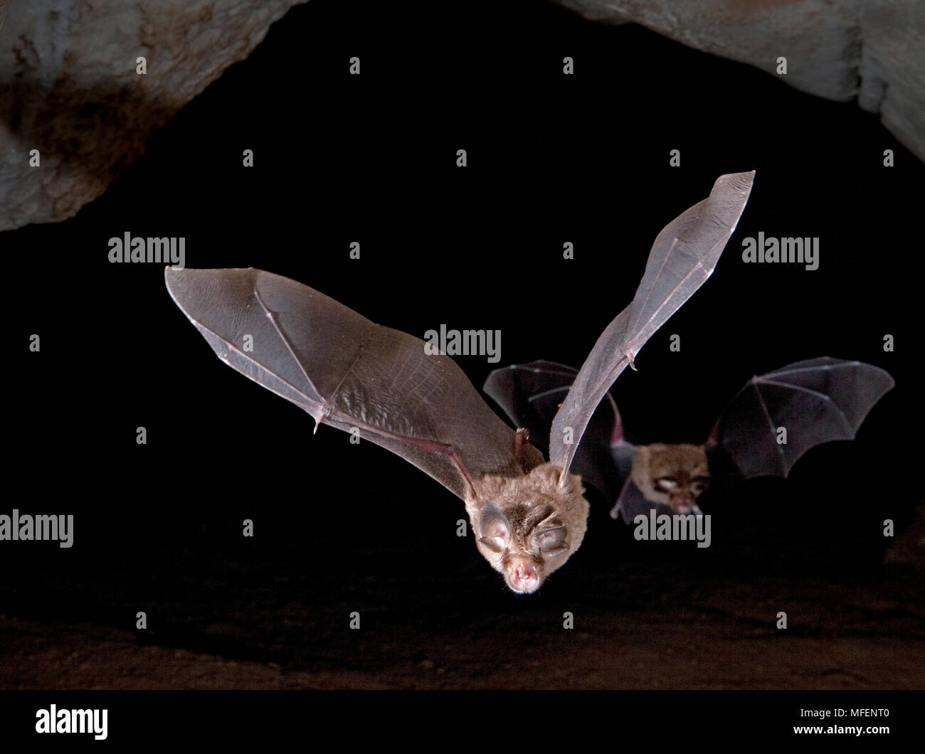 Eastern horseshoe bat hi-res stock photography and images - Alamy