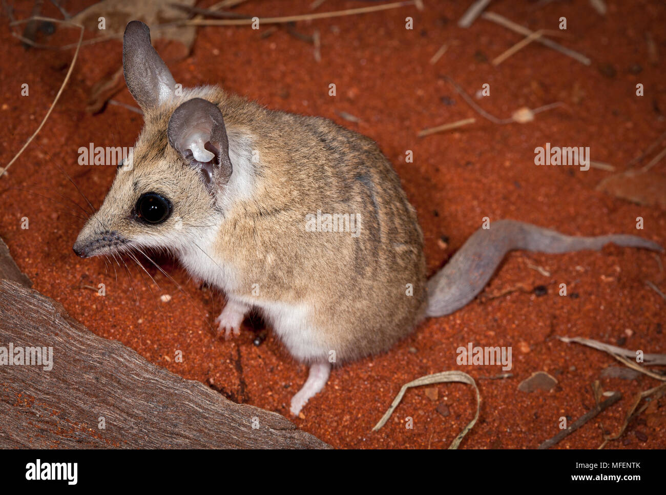 Fat tailed dunnart hi-res stock photography and images - Alamy