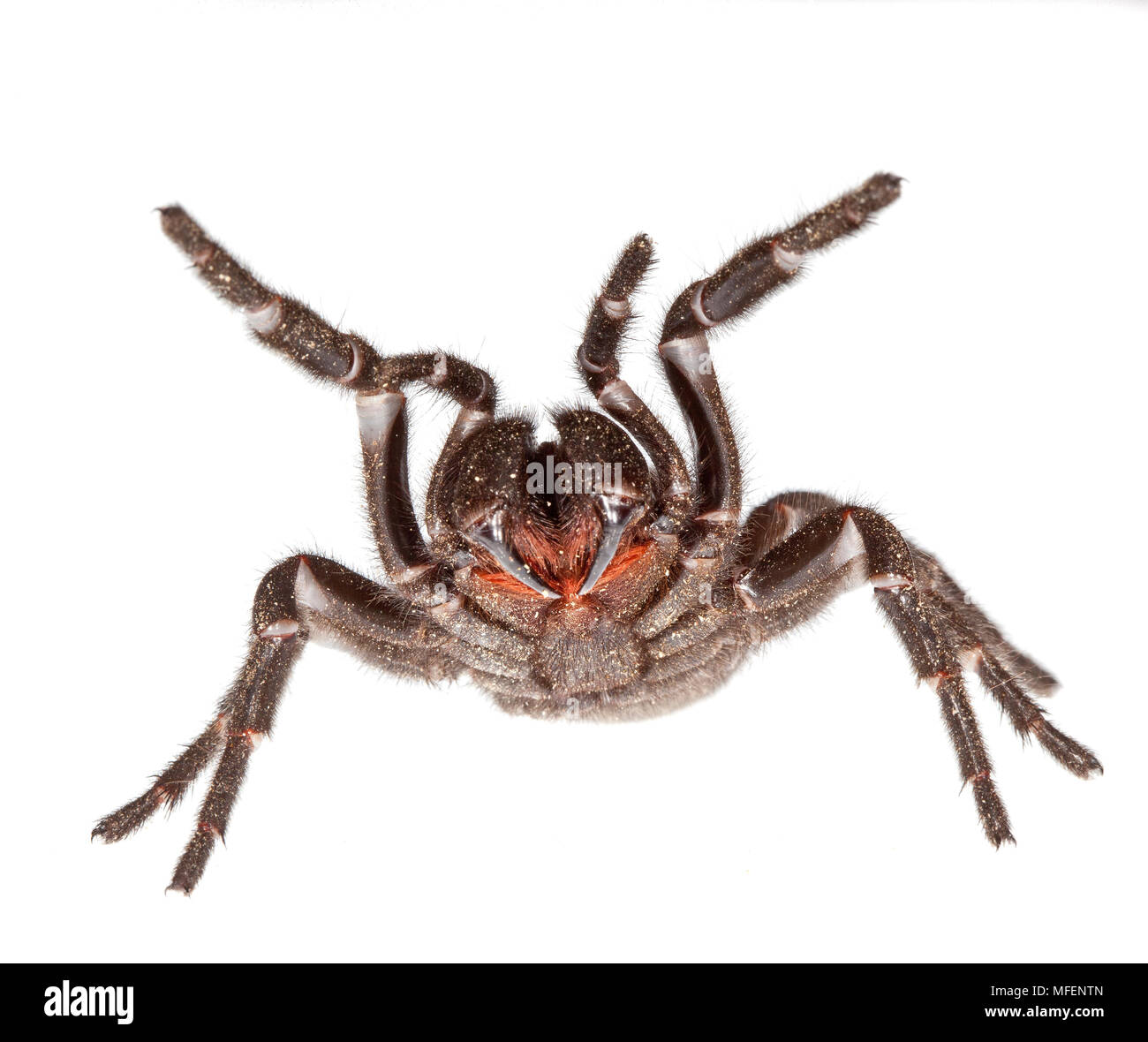Funnelweb spider 0018 hi-res stock photography and images - Alamy