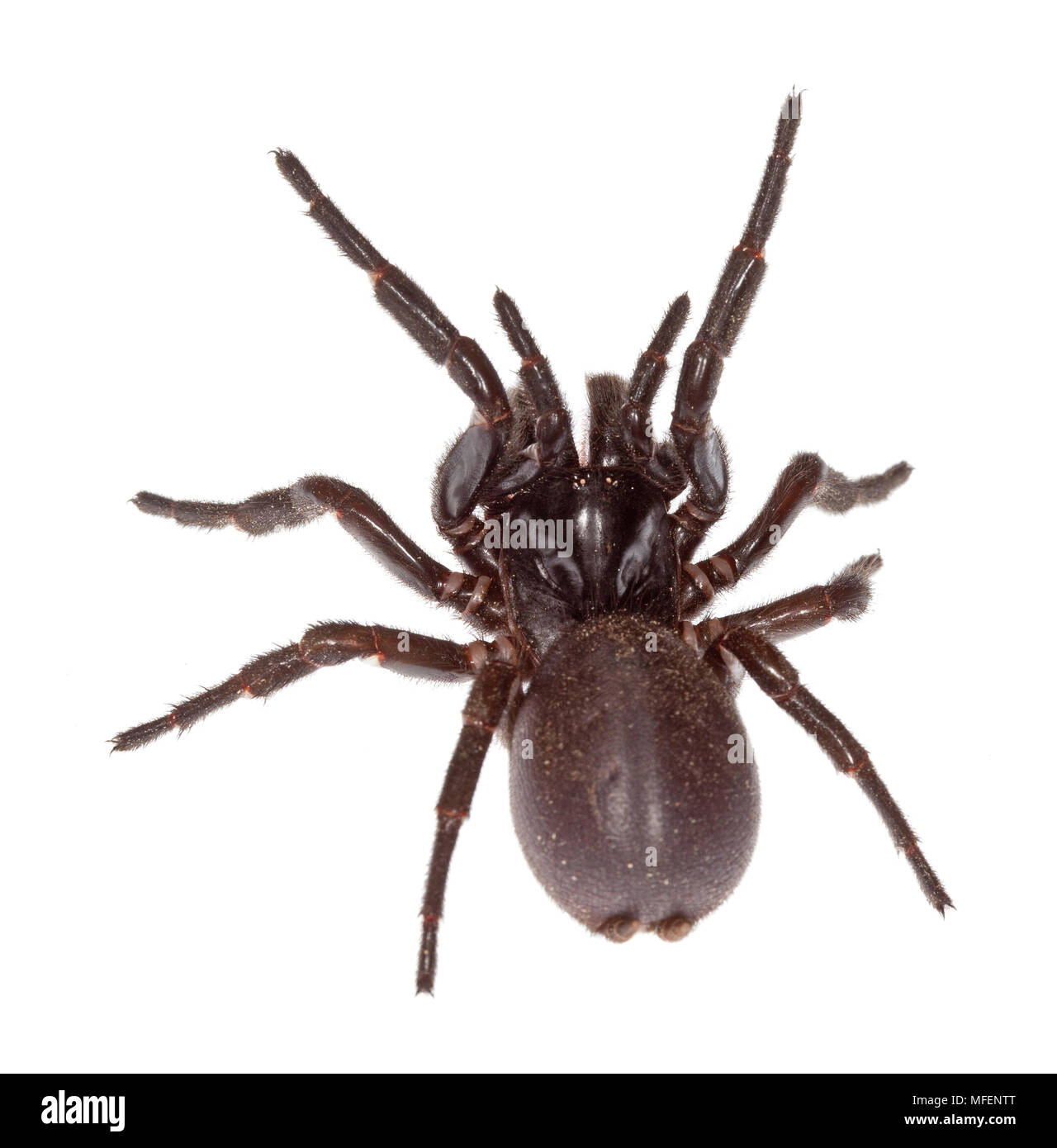 Funnelweb spiders hi-res stock photography and images - Alamy