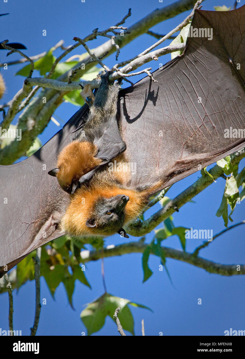 Female grey headed flying fox hi-res stock photography and images - Alamy