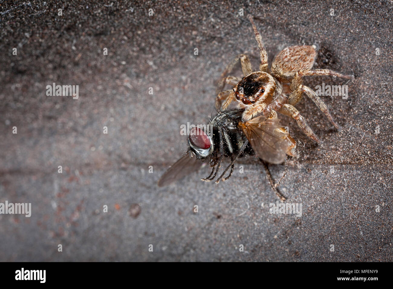 Jumping Spider, Fam. Salticidae, Female with Bush Fly, Armidale, New ...