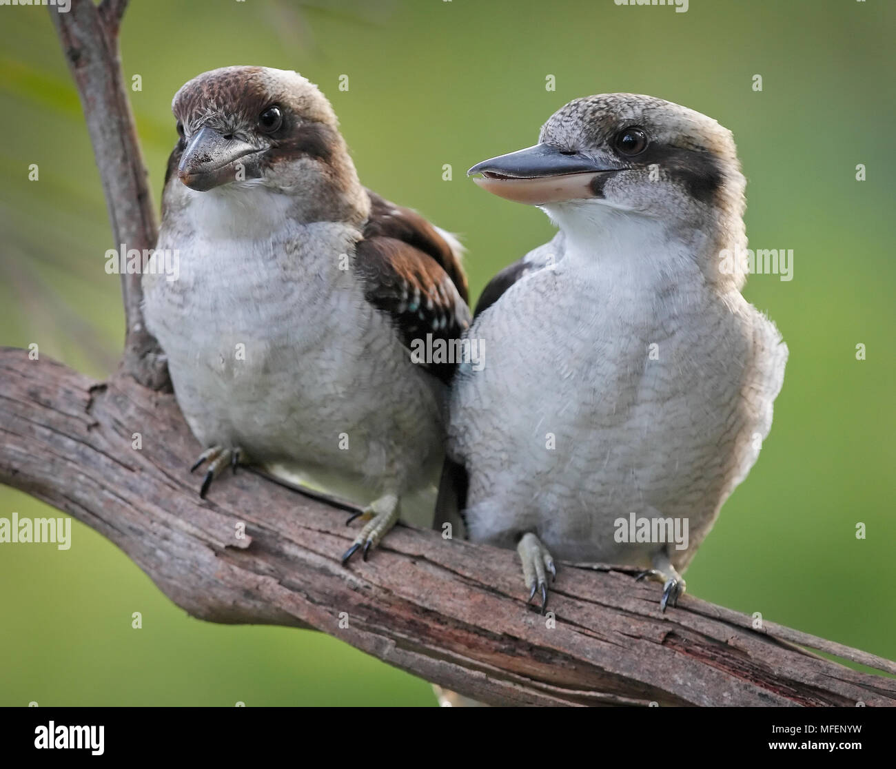 Kookaburra 0038 hi-res stock photography and images - Alamy