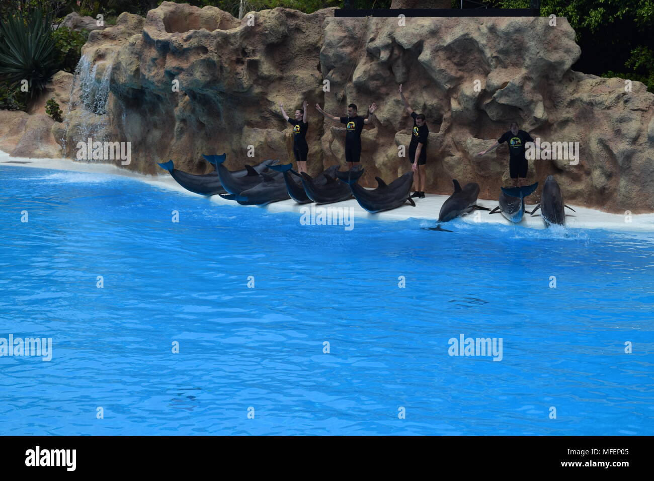 animals"orcas" killer whales"gorillas"white tiger"emperor penguins ...