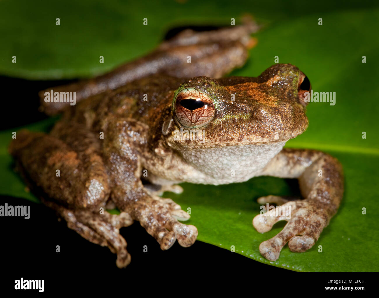 Litoria genimaculata hi-res stock photography and images - Alamy