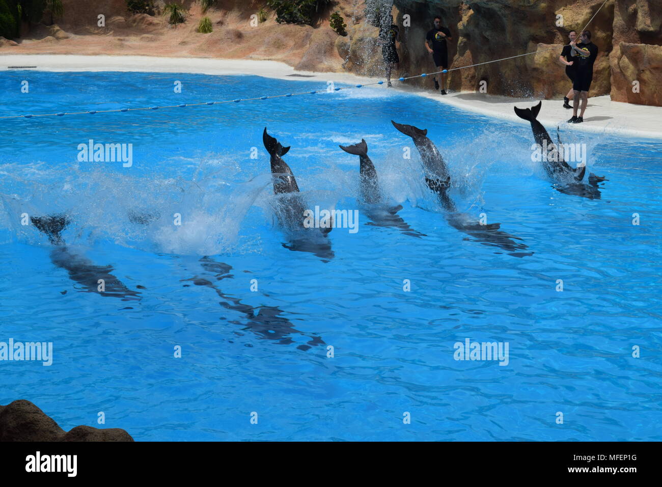 animals"orcas" killer whales"gorillas"white tiger"emperor penguins ...