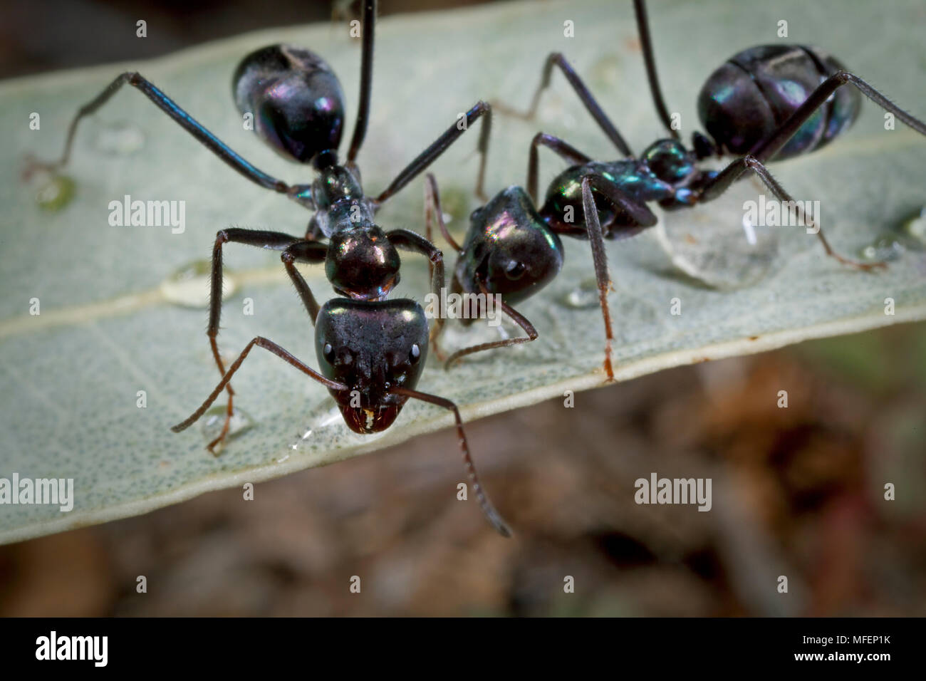 Meat Ants (Iridomyrmex spp.)drinking from droplets after a rainshower ...