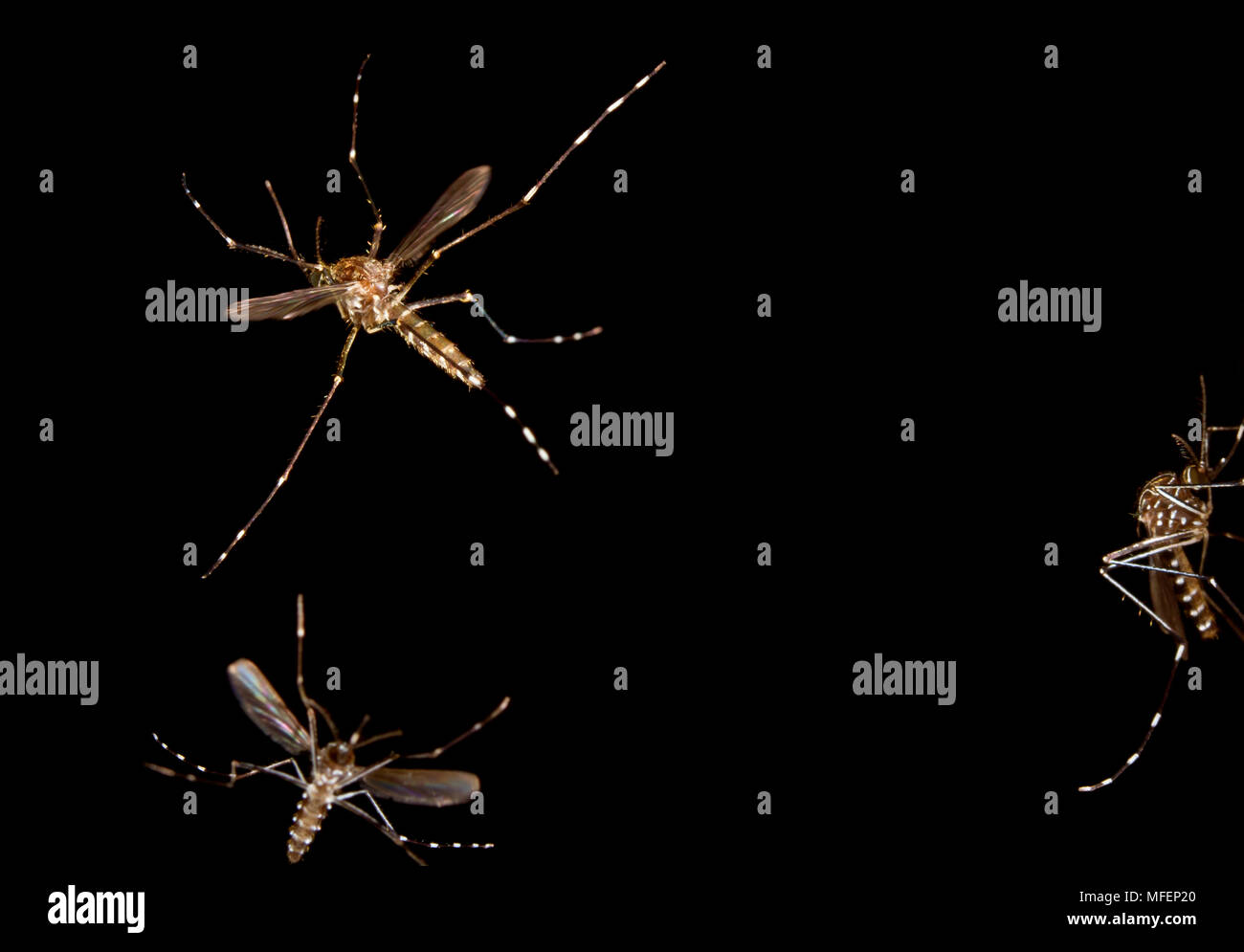 Ochlerotatus hi-res stock photography and images - Alamy