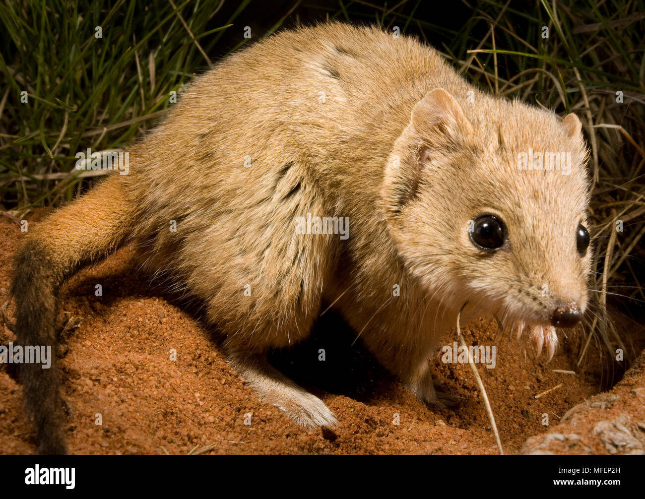 Brushtail Mulgara (Dasycercus blythii), Fam. Dasyuridae, Marsupialia, A ...
