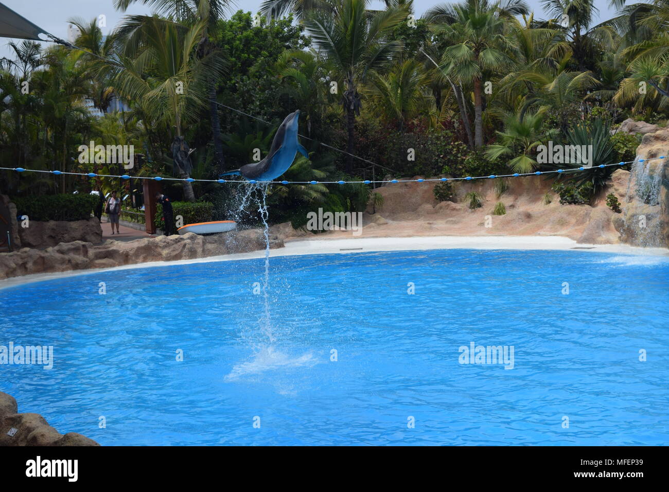 animals"orcas" killer whales"gorillas"white tiger"emperor penguins ...