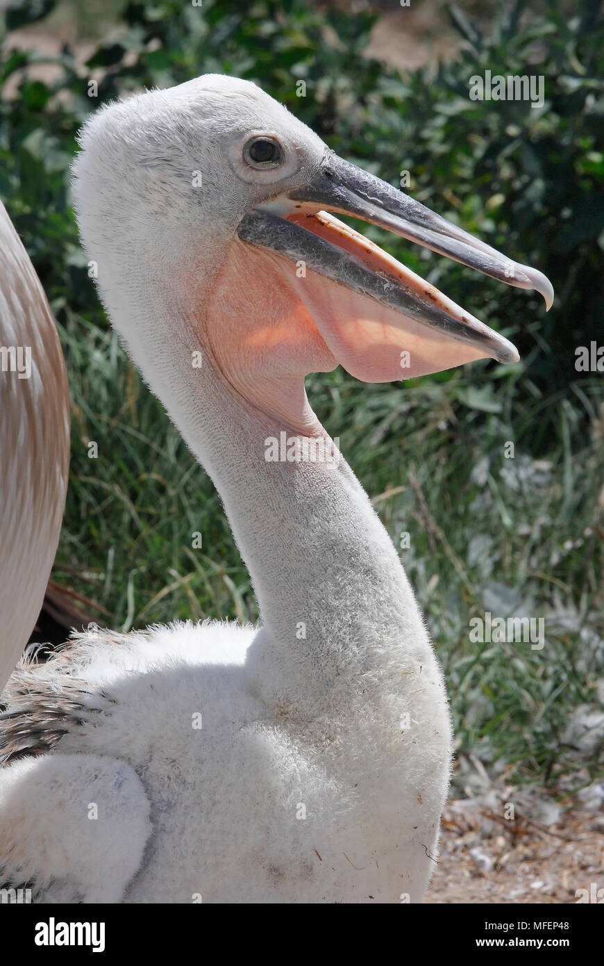 Australian pelican chicks hi-res stock photography and images - Alamy