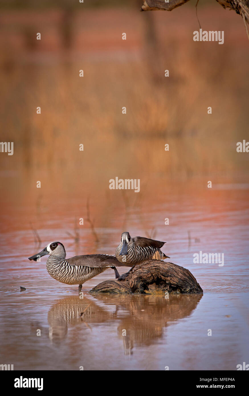 Pink-eared Duck (Malacorhynchus membranaceus), Fam Anatidae, These ...
