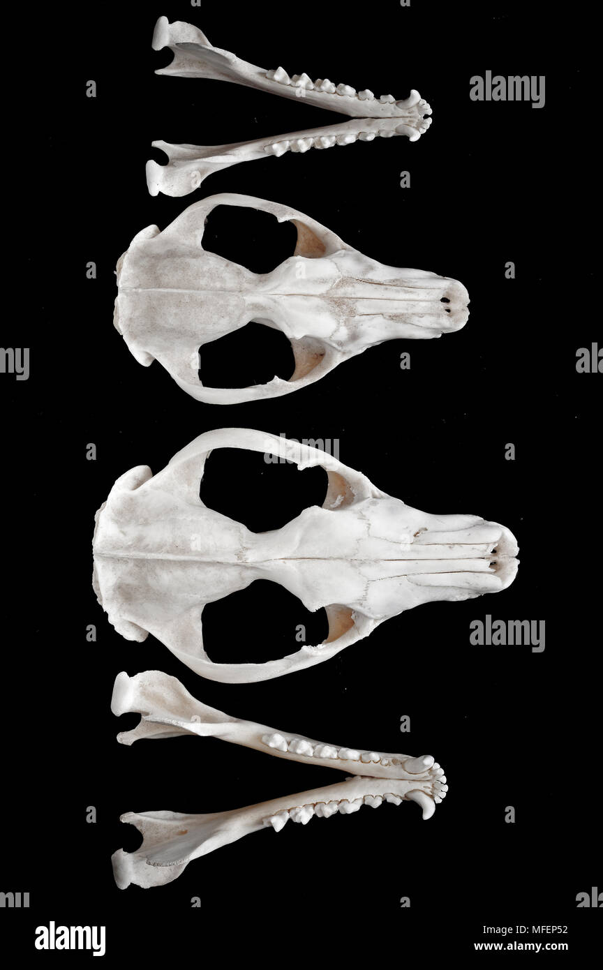 Spotted-tailed Quoll (Dasyurus maculatus), Fam. Dasyuridae, Marsupialia ...