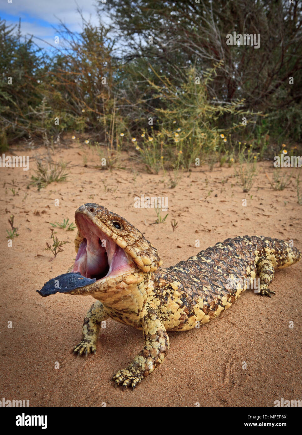 Shingleback 0021 hi-res stock photography and images - Alamy