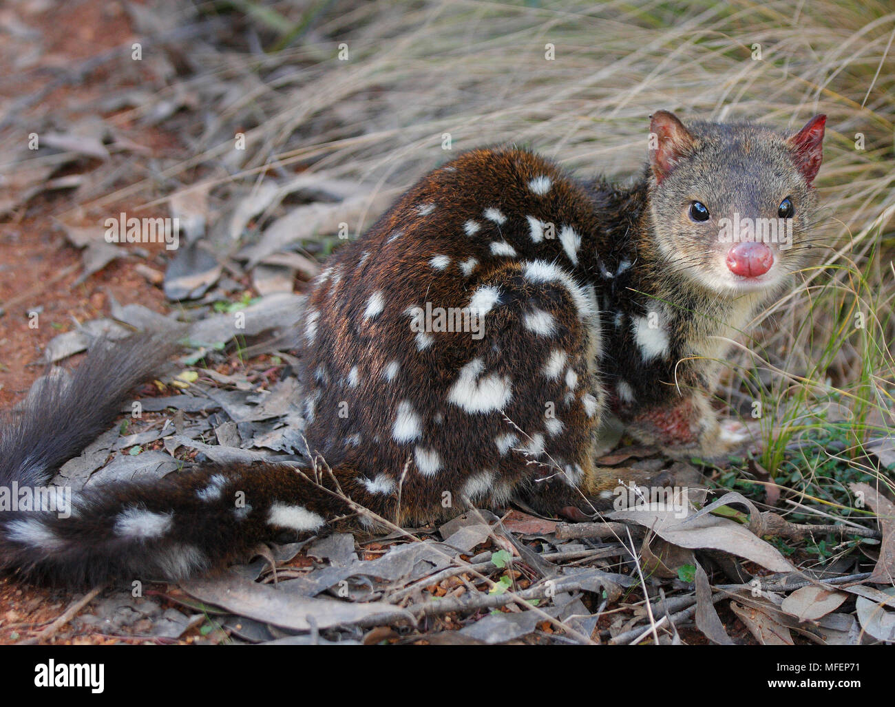 Spotted-tailed Quoll (Dasyurus maculatus), Fam. Dasyuridae, Marsupialia ...