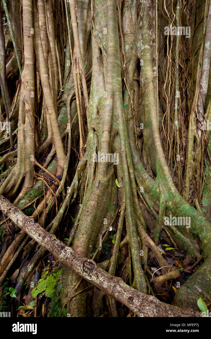 Strangler Fig (Ficus spp.), Washpool National Park, New South Wales ...